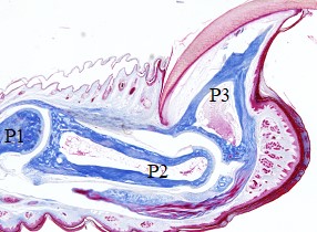 Limb Regeneration – Caroline Dealy, PhD.